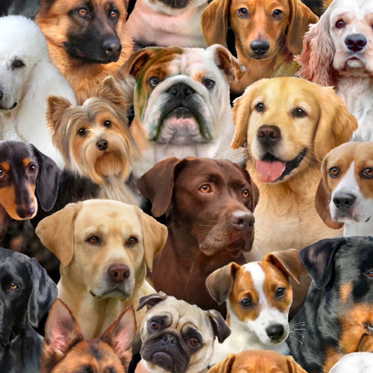 Dog Breeds Packed Dogs Black Elizabeth's Studio Cotton Fabric ES-1312 ...